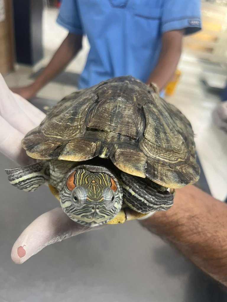 Simple Guide to Turtle Care - AVC Multispeciality Pet Care Hospital